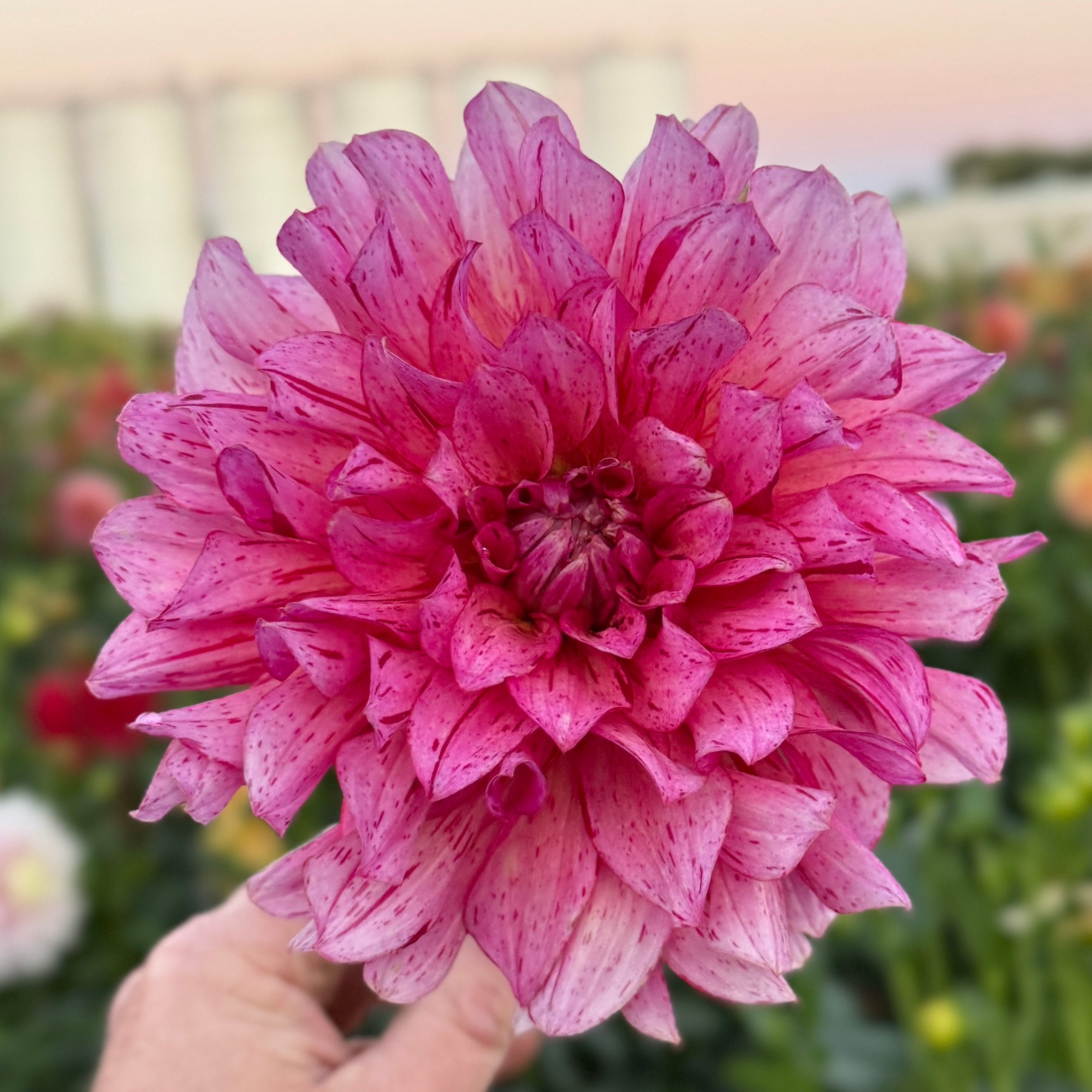 Mingus Toni - Tuber – Heron's Nest Dahlias