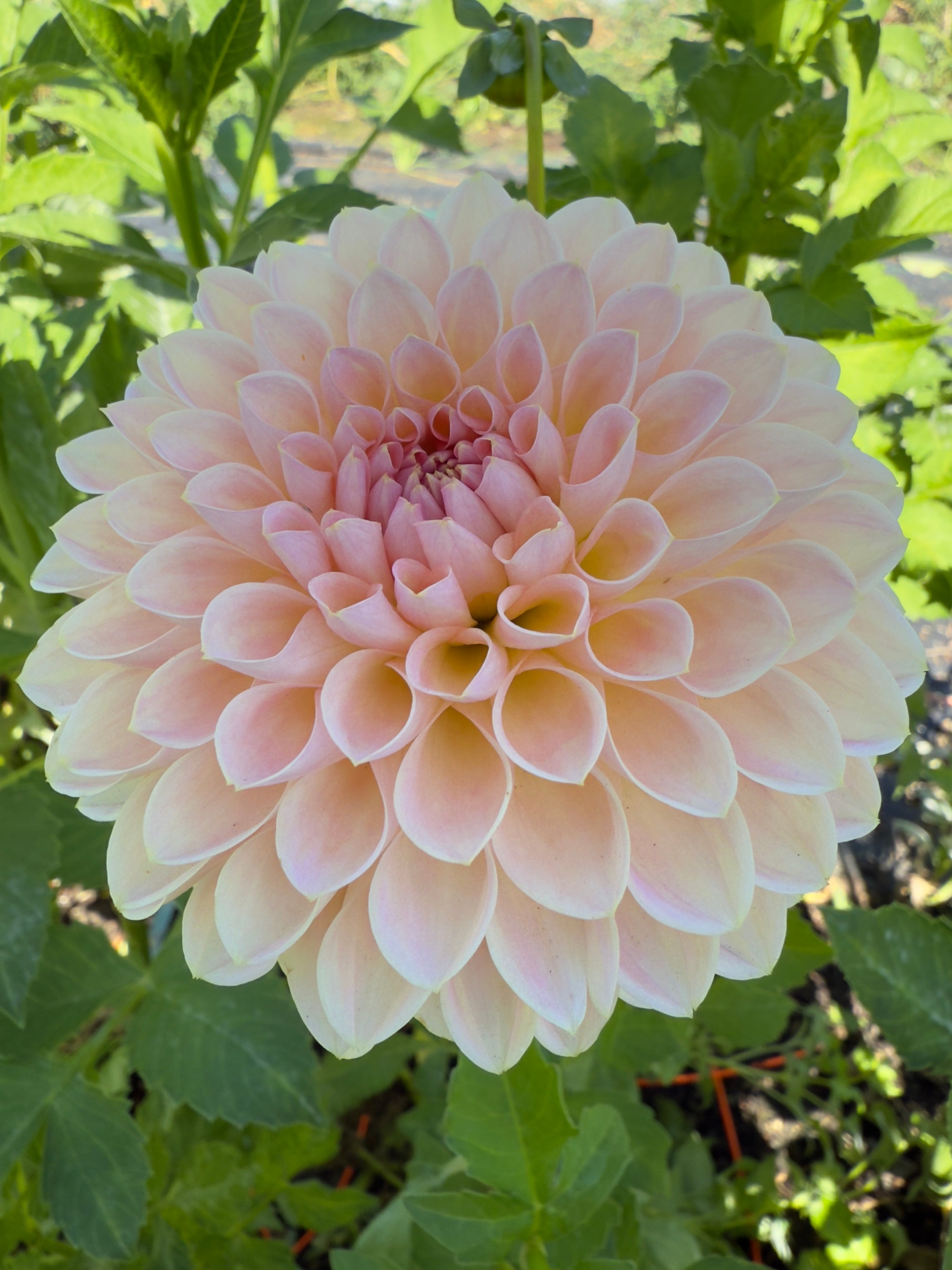 Barbarry Dominion Dahlia - Mini Clump – Heron's Nest Dahlias