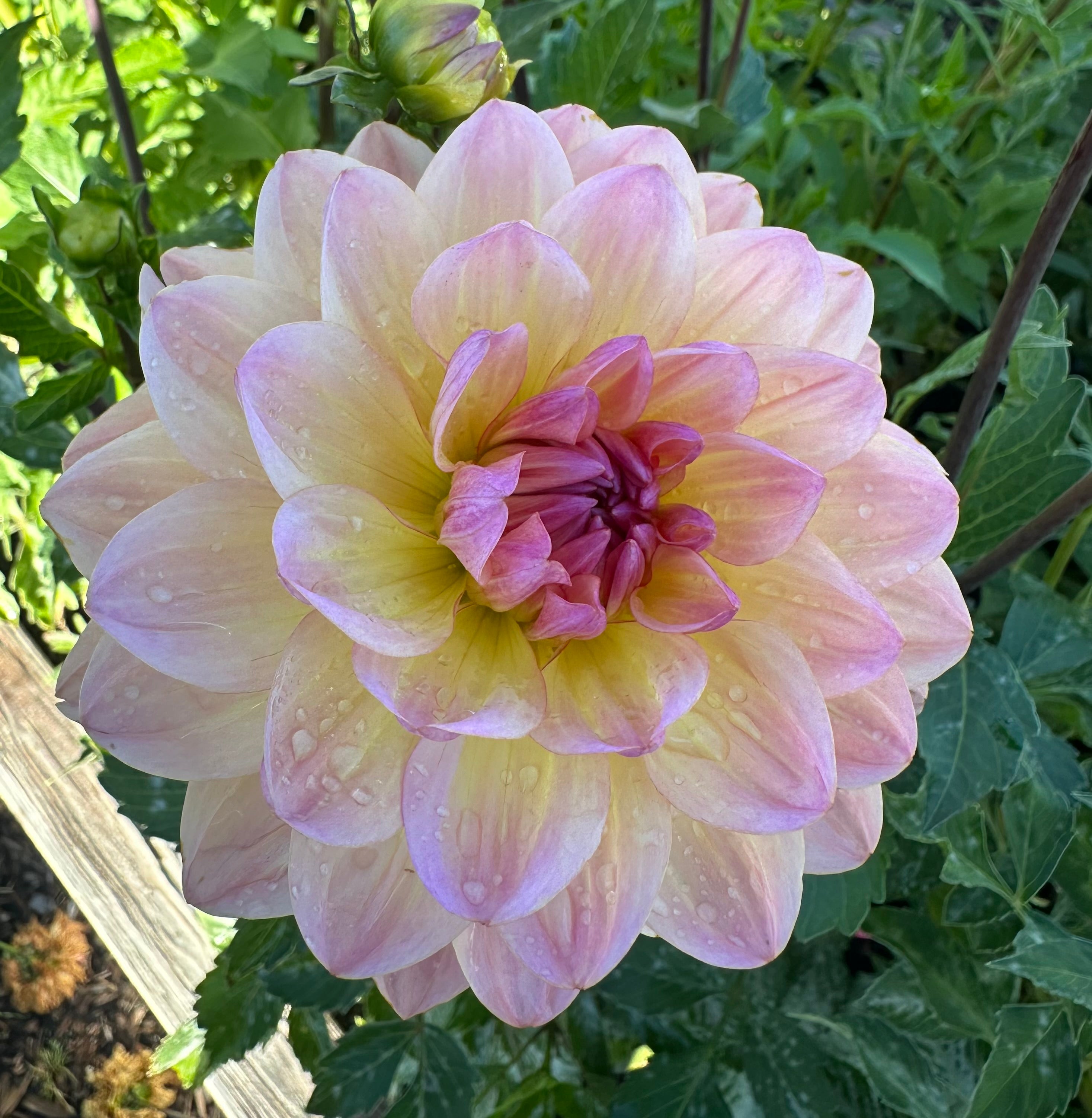 Sandia Bliss Dahlia - Rooted Cutting – Heron's Nest Dahlias