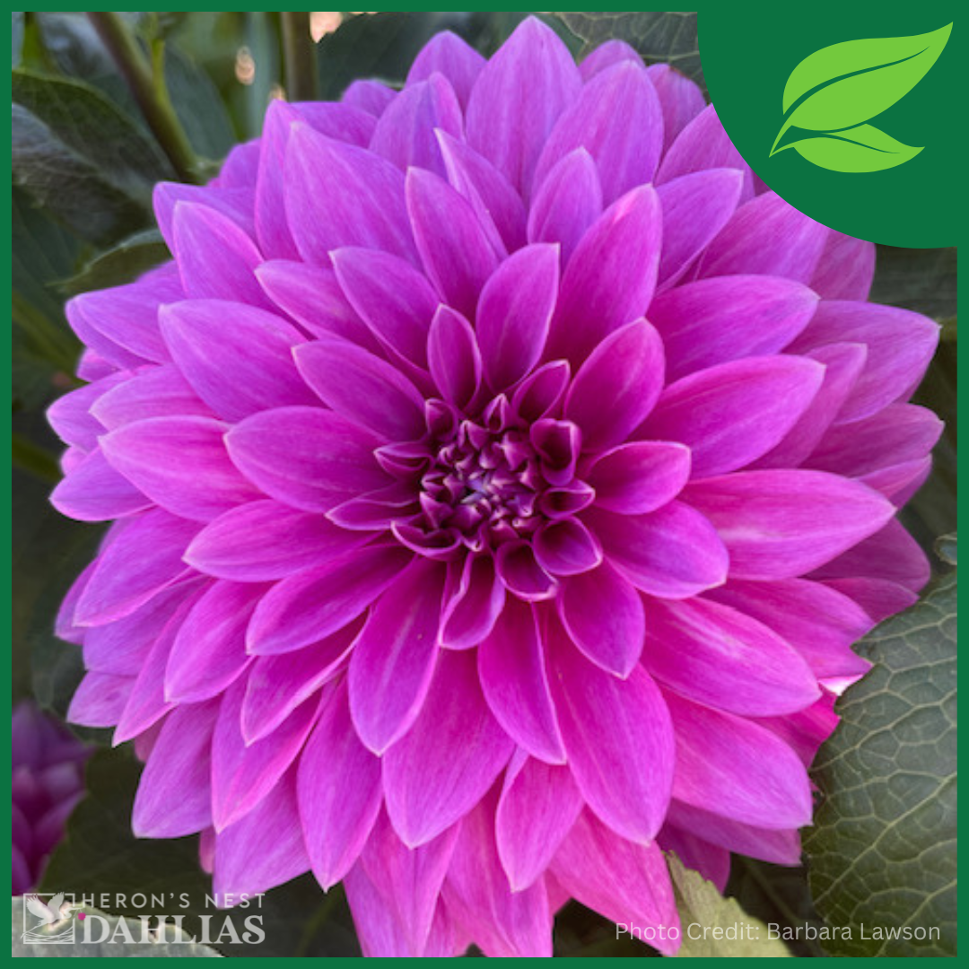 Bloomquist Ruby - Tuber – Heron's Nest Dahlias