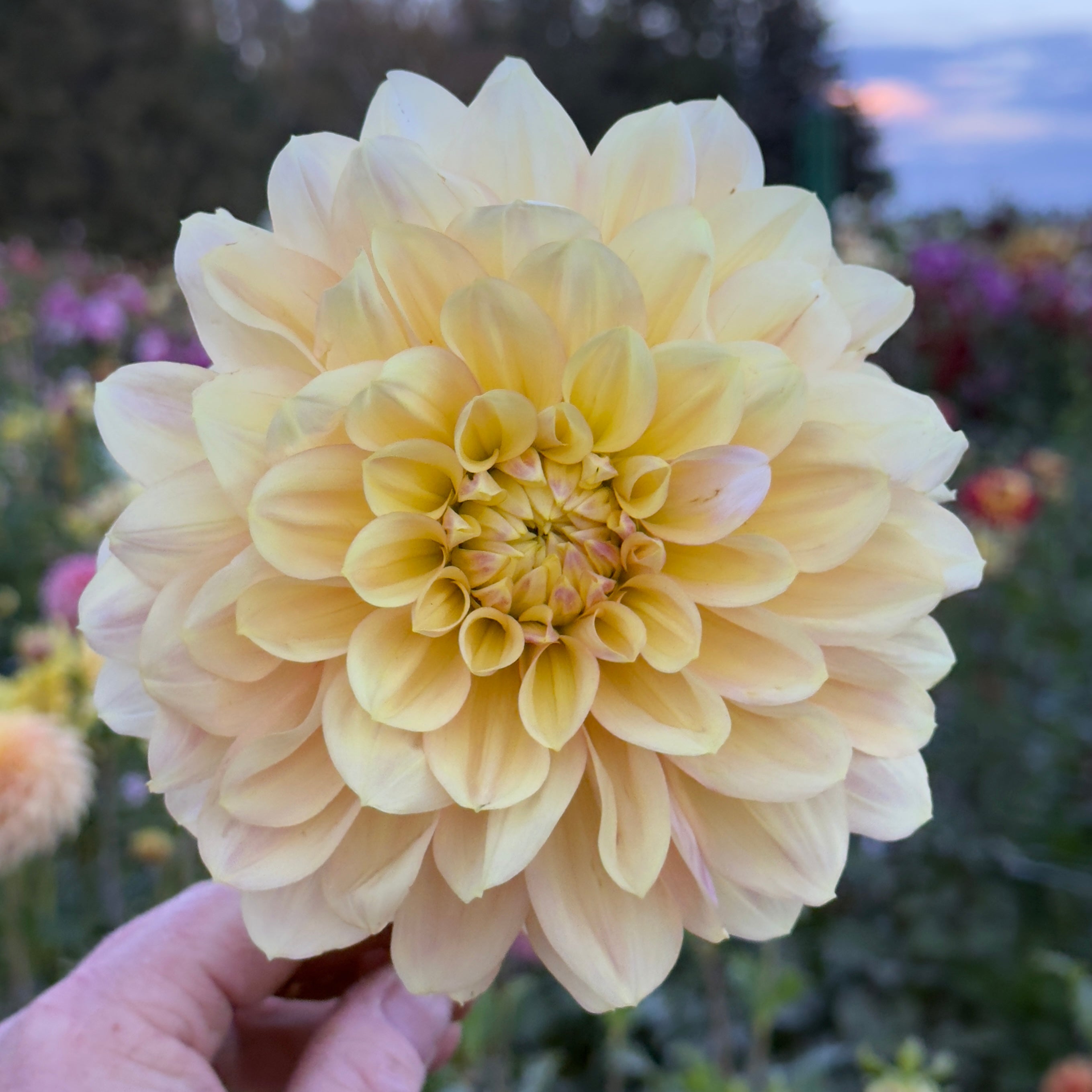 Hapet Cupido - Rooted Cutting – Heron's Nest Dahlias