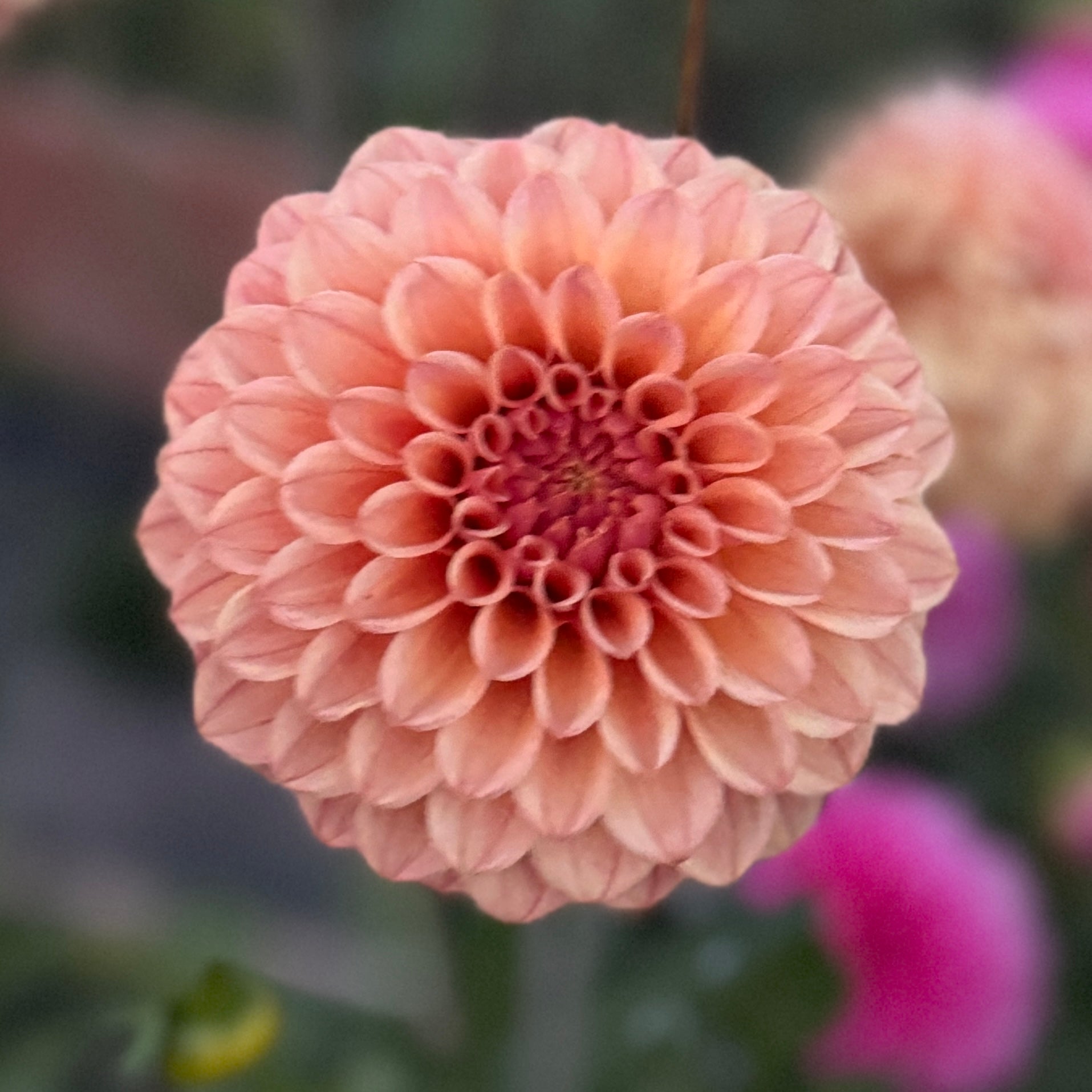 Mission Zest Dahlia - Rooted Cutting – Heron's Nest Dahlias