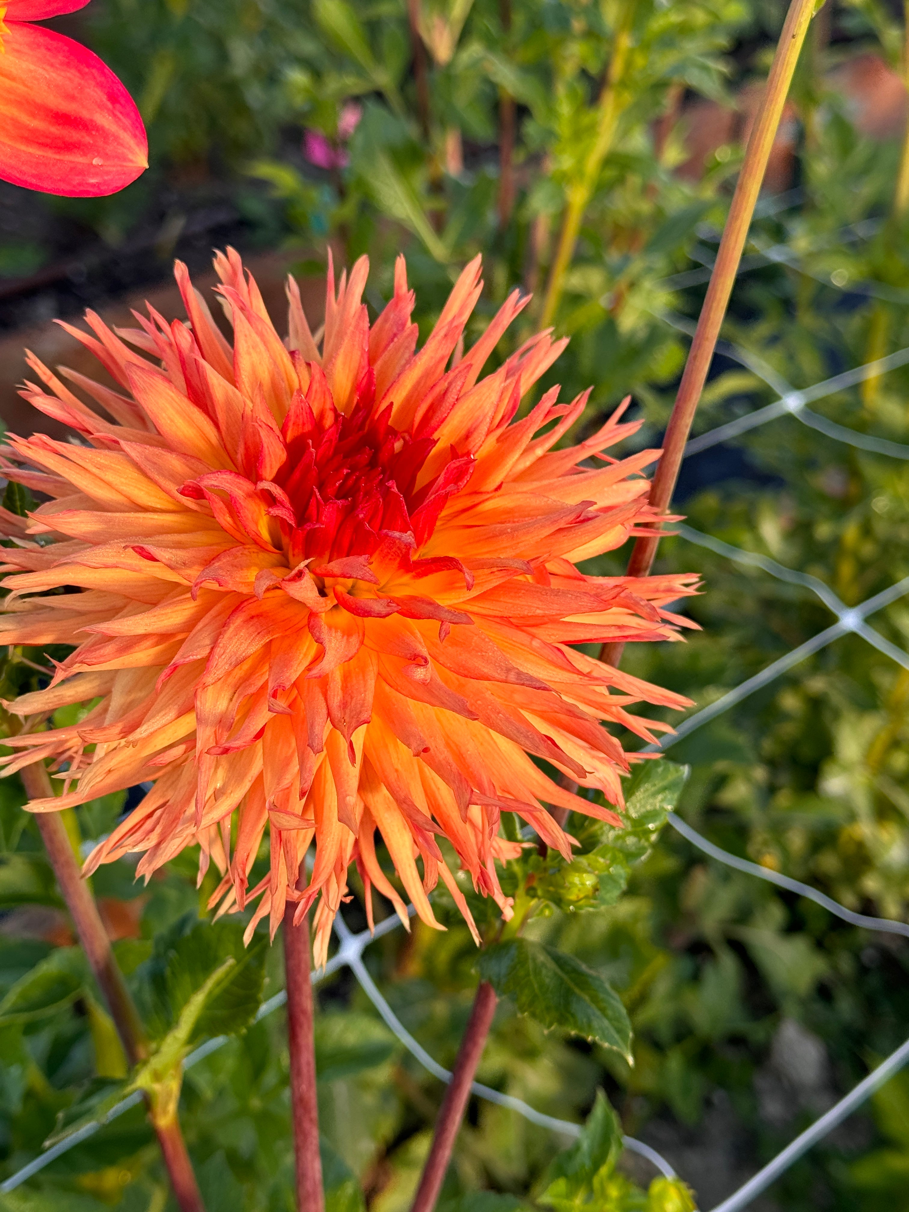 Bloomquist Burst Dahlia - POT TUBER – Heron's Nest Dahlias