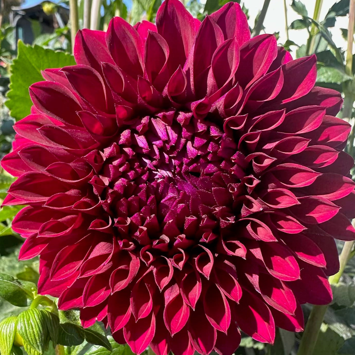 Colleen Mooney Dahlia - Rooted Cutting – Heron's Nest Dahlias