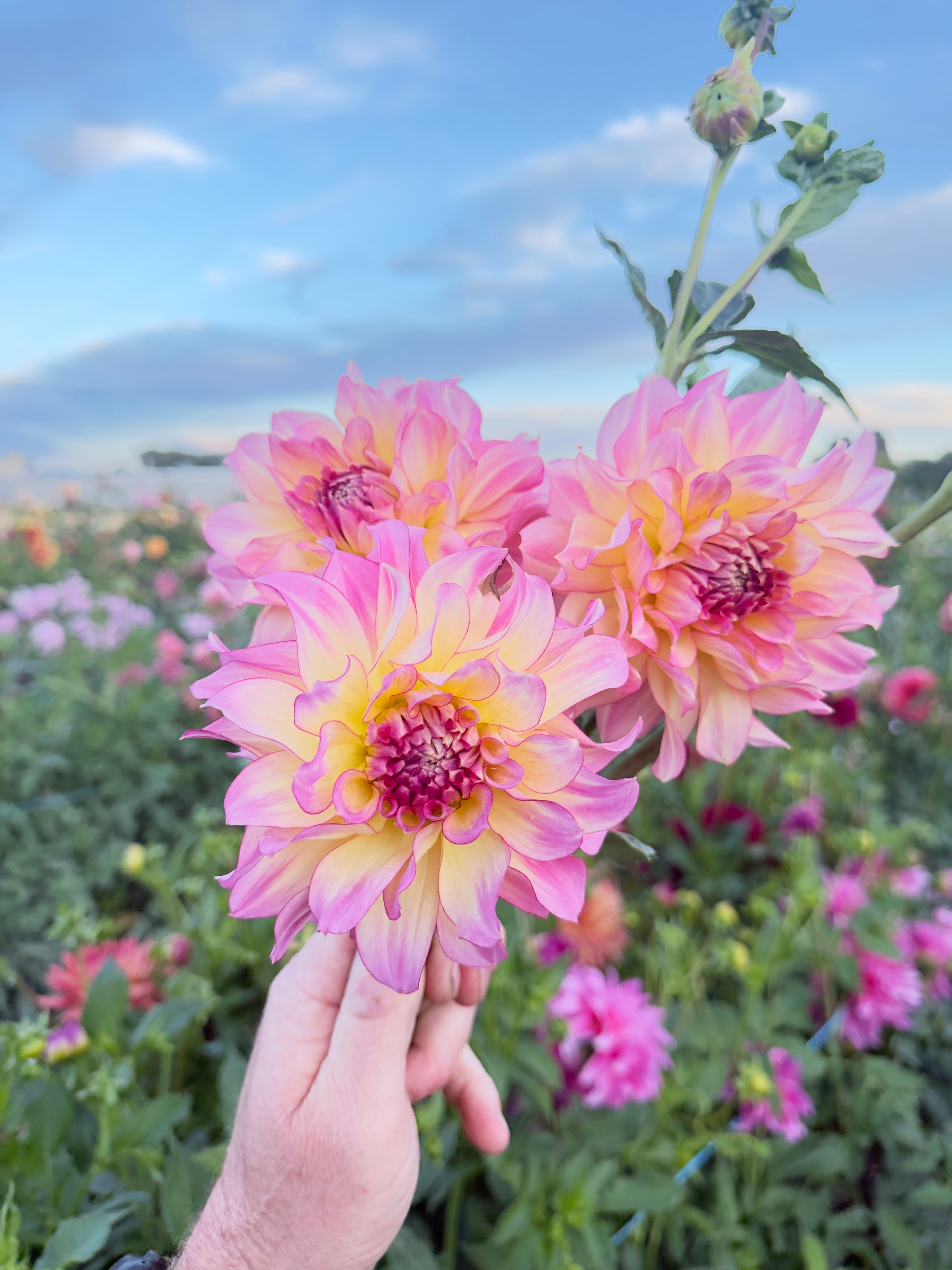 AC Twisp Dahlia - Mini Clump – Heron's Nest Dahlias