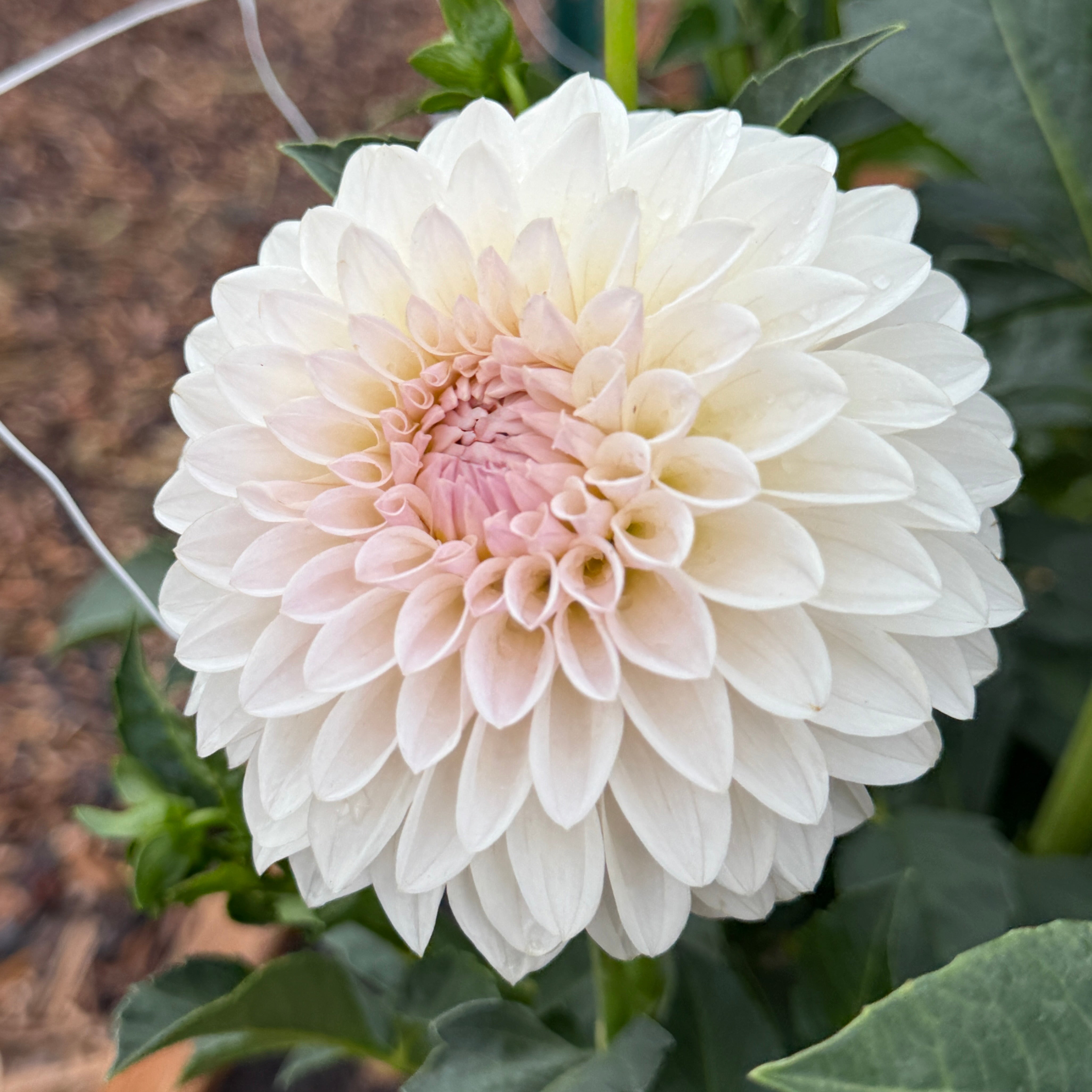 Bloomquist Tory P - Tuber – Heron's Nest Dahlias