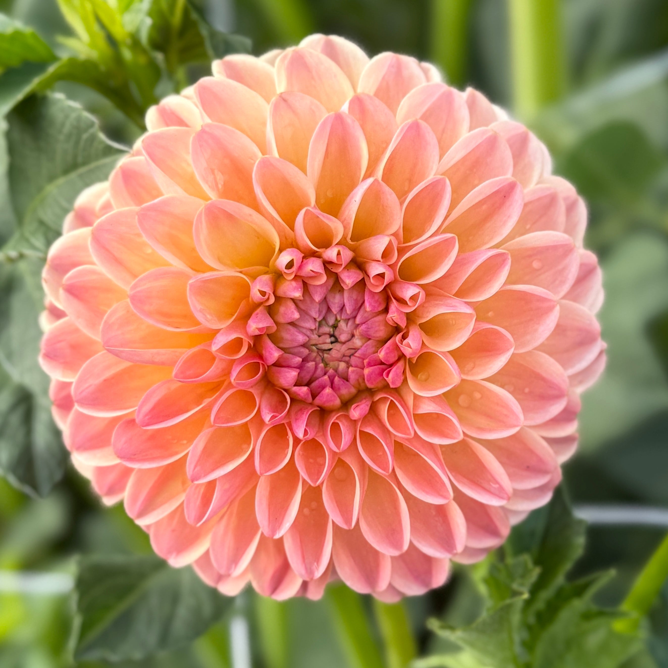 Hapet Salmon - Rooted Cutting – Heron's Nest Dahlias