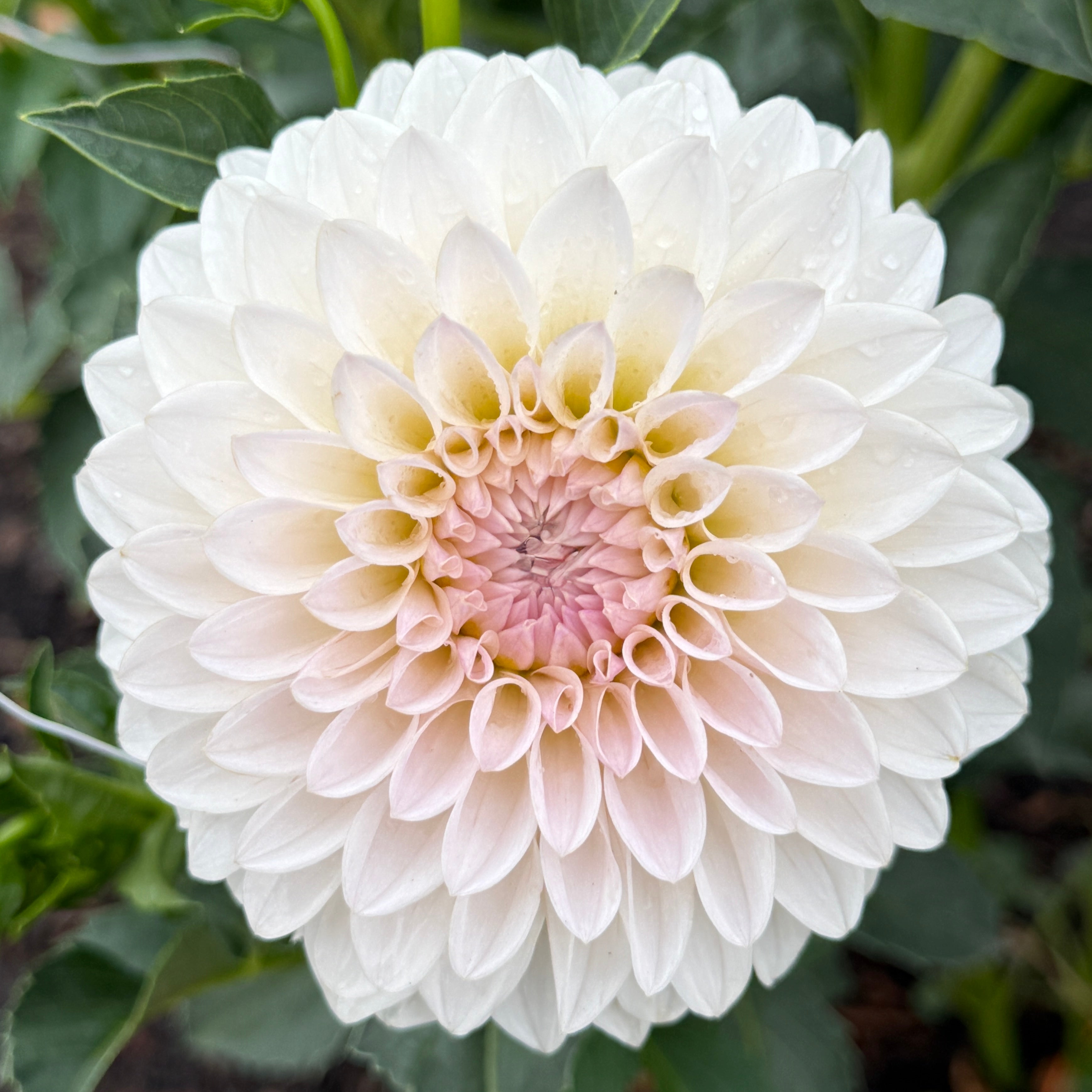 Bloomquist Tory P - Tuber – Heron's Nest Dahlias