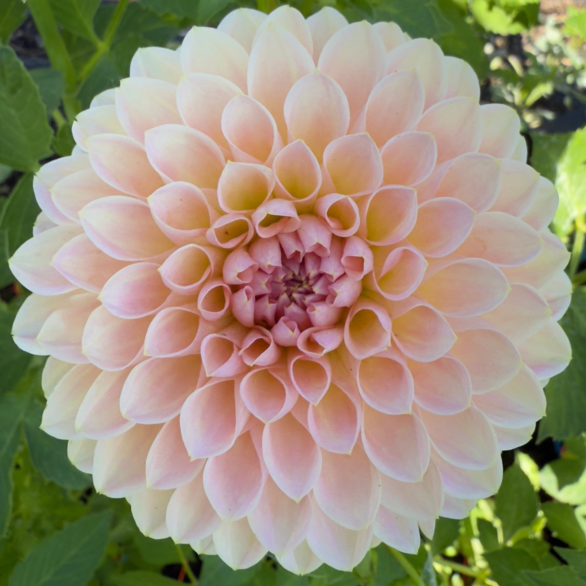 Barbarry Dominion Dahlia - Mini Clump – Heron's Nest Dahlias