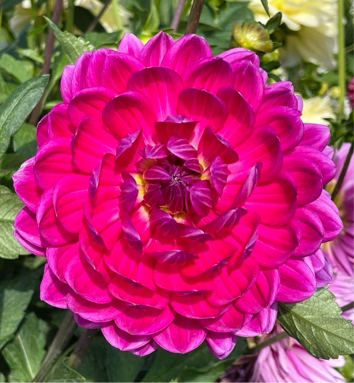 Lyn's Lexi Dahlia - Mini Clump – Heron's Nest Dahlias
