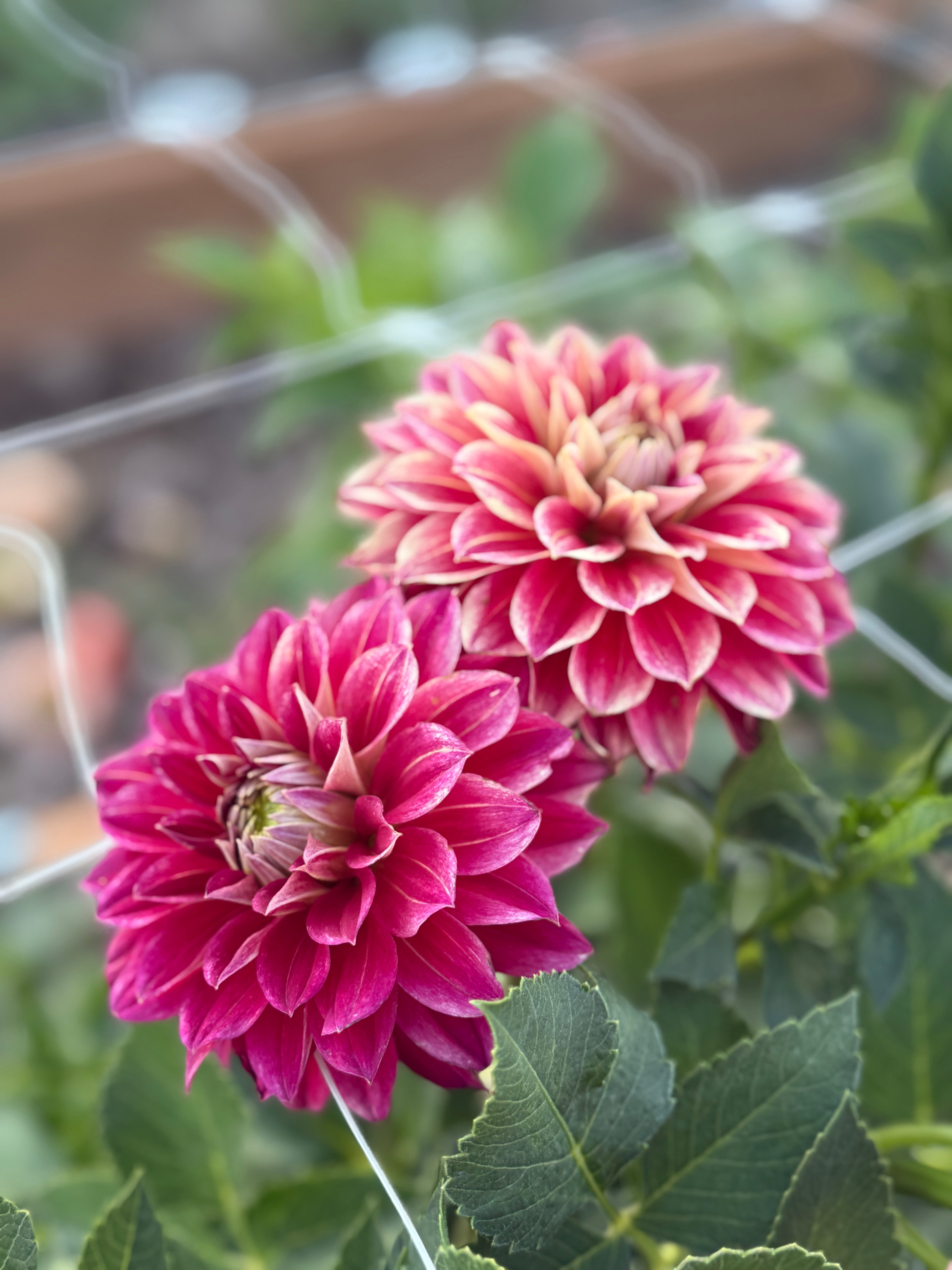 Hapet Cinderella- Mini Clump – Heron's Nest Dahlias