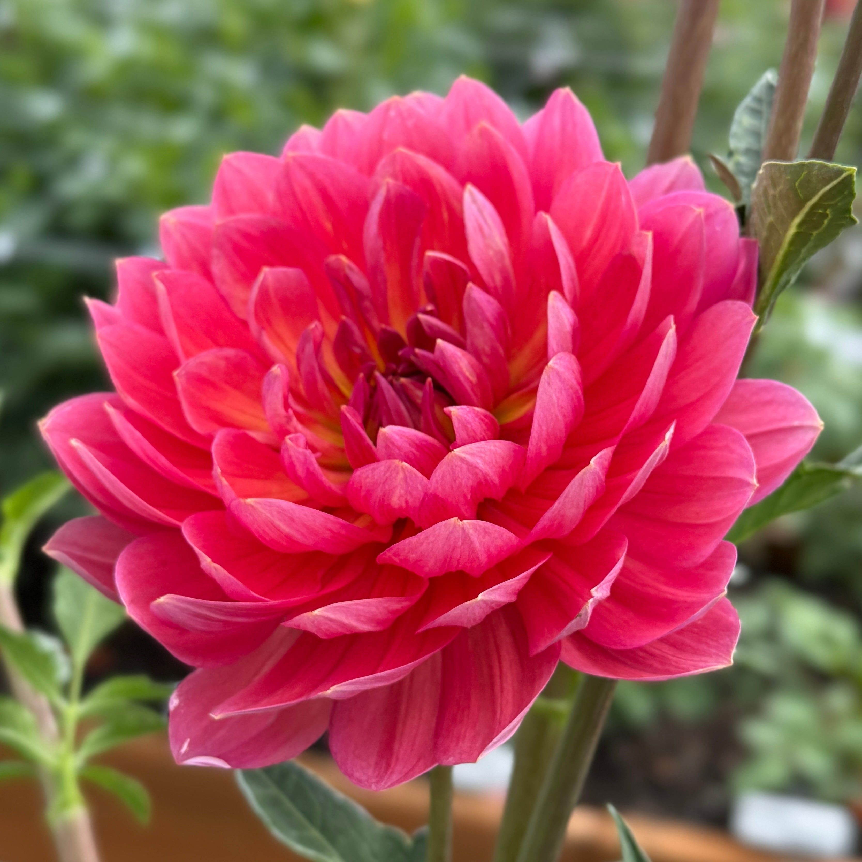 Hollyhill Daydream Dahlia - Mini Clump – Heron's Nest Dahlias