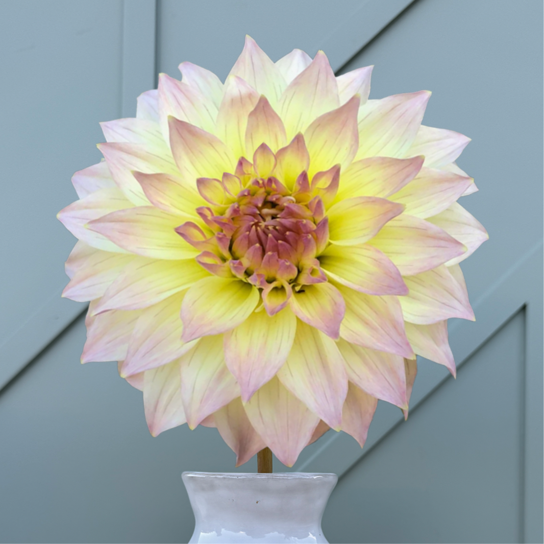 Bloomquist Cream Dahlia - Mini Clump – Heron's Nest Dahlias