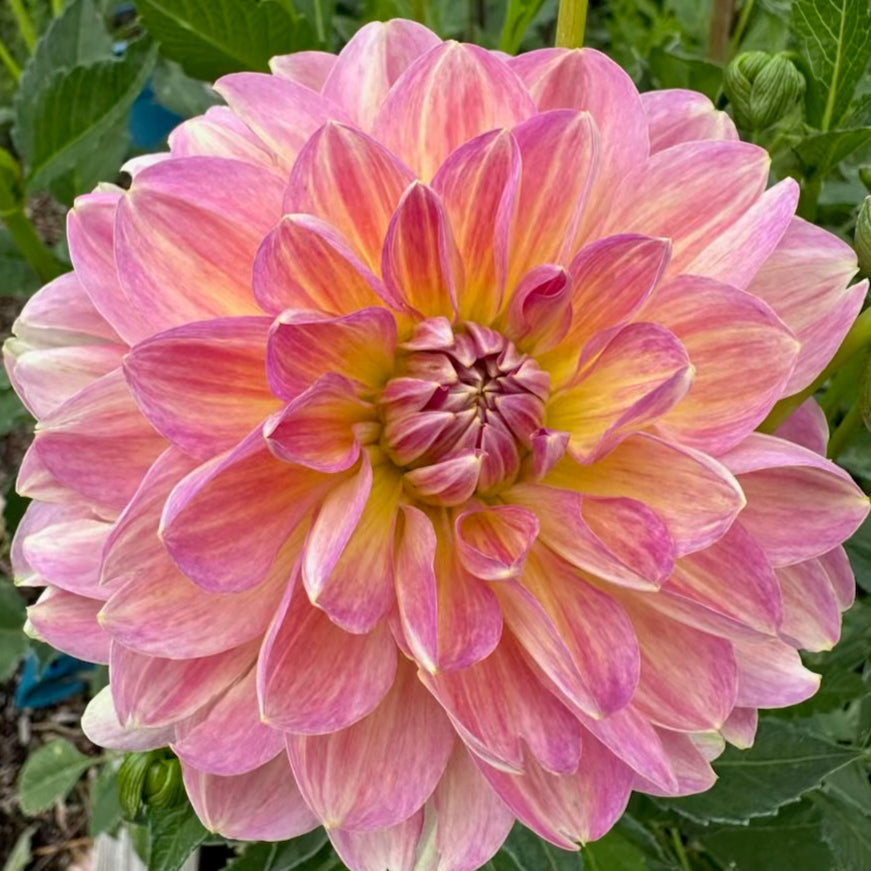 Hapet Old Charm Dahlia - Rooted Cutting – Heron's Nest Dahlias
