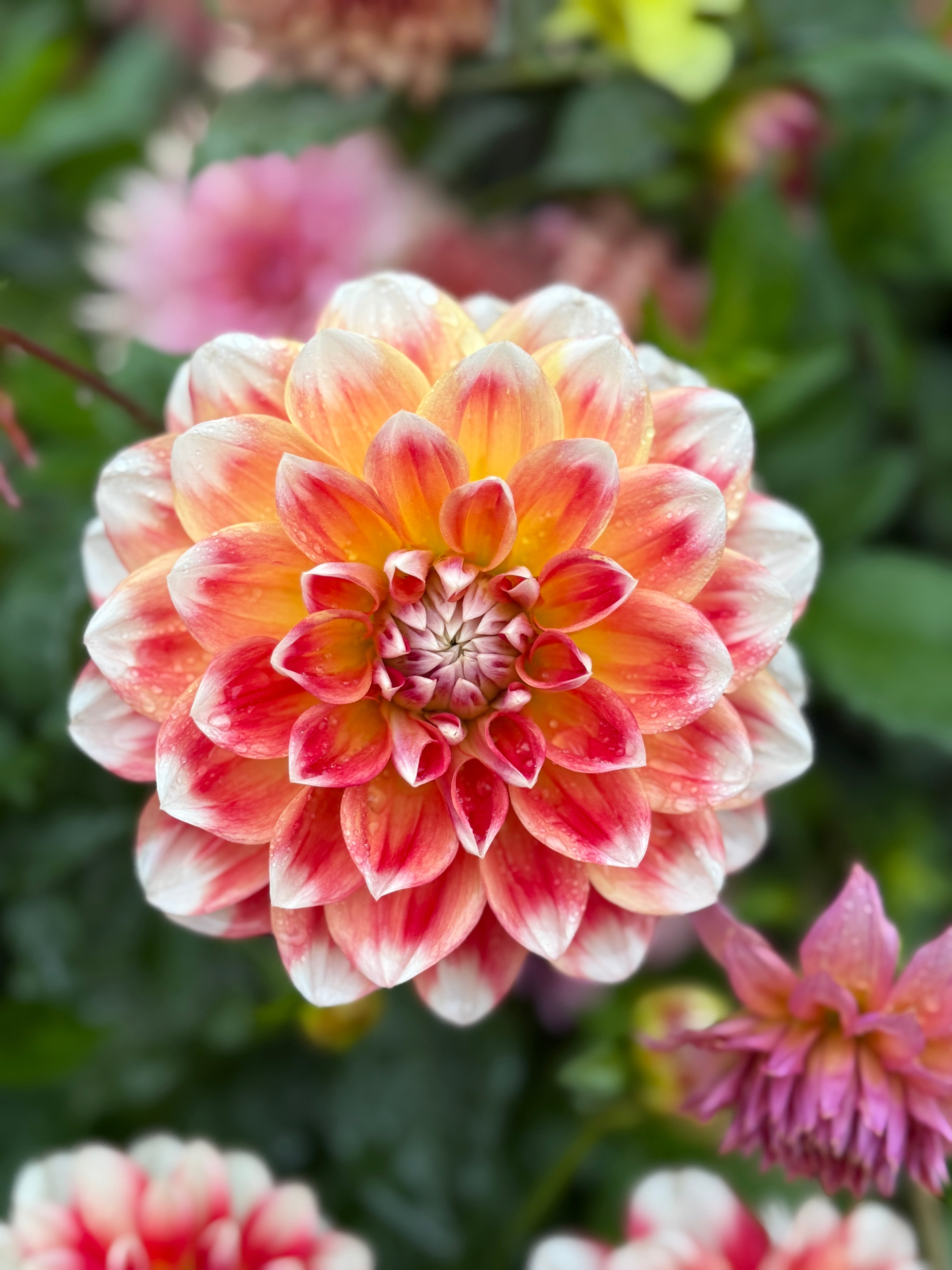 Hapet Celebration - Rooted Cutting – Heron's Nest Dahlias