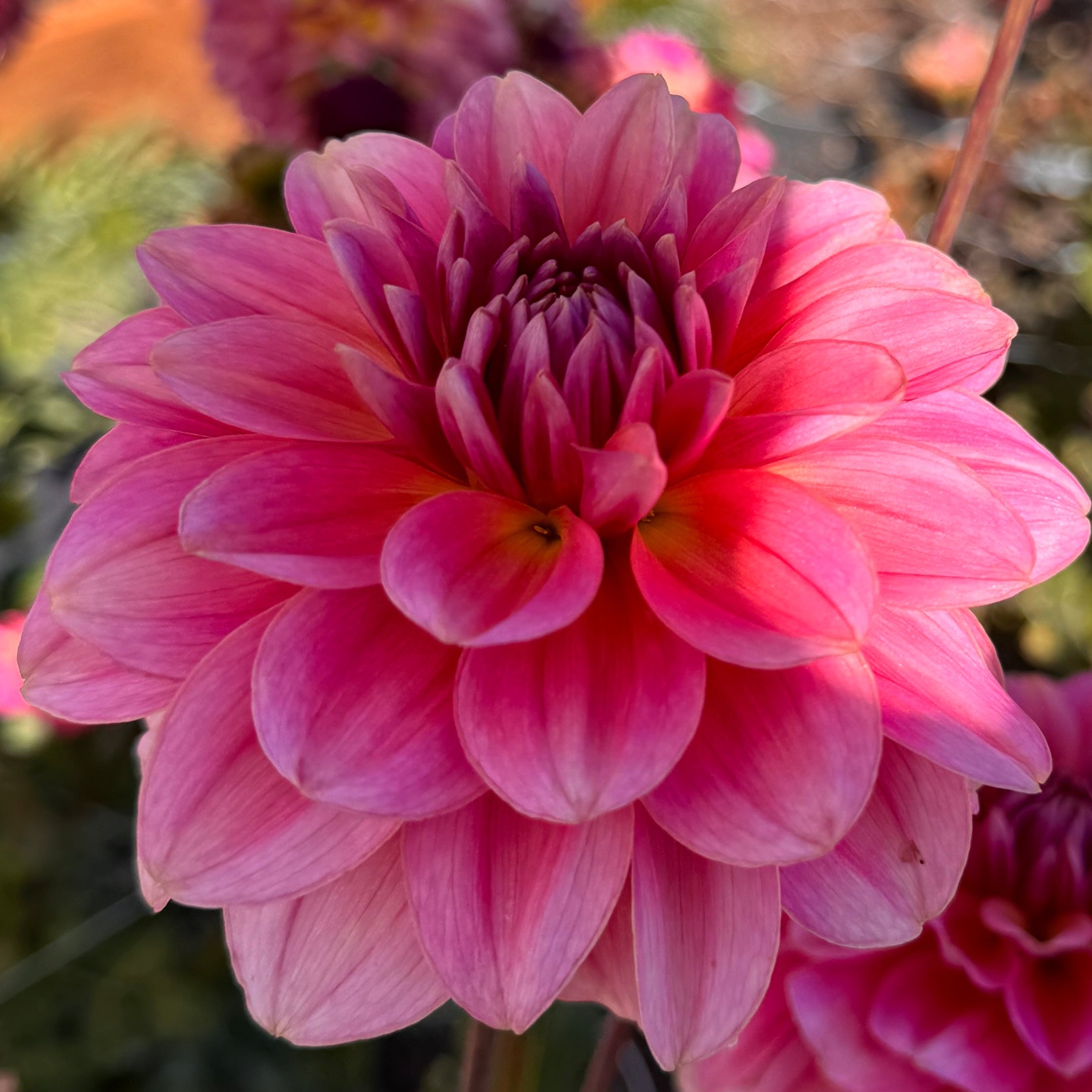 Bracken Aquarius Dahlia - Rooted Cutting – Heron's Nest Dahlias