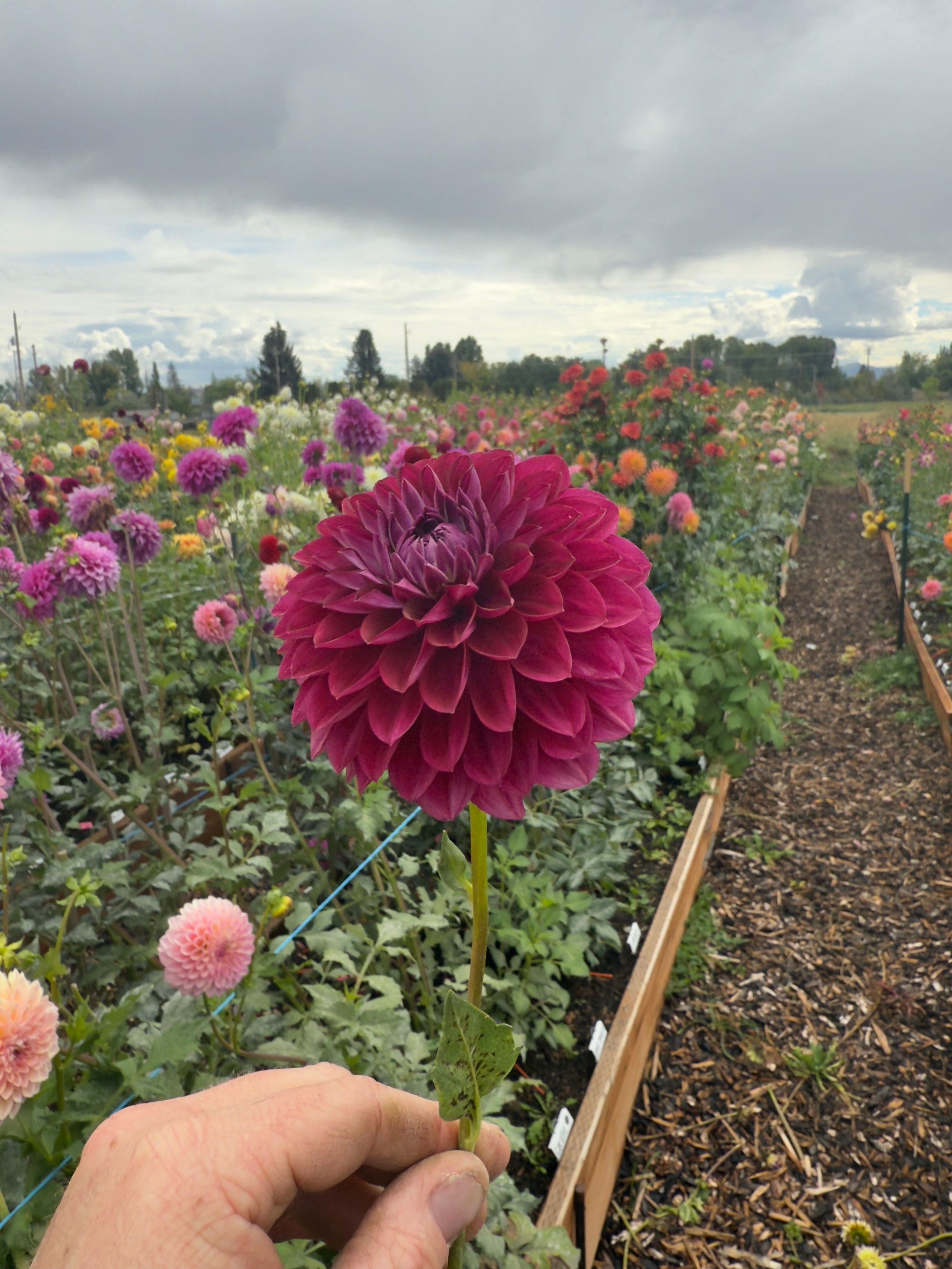 CDP Floriferous Dahlia - Mini Clump – Heron's Nest Dahlias