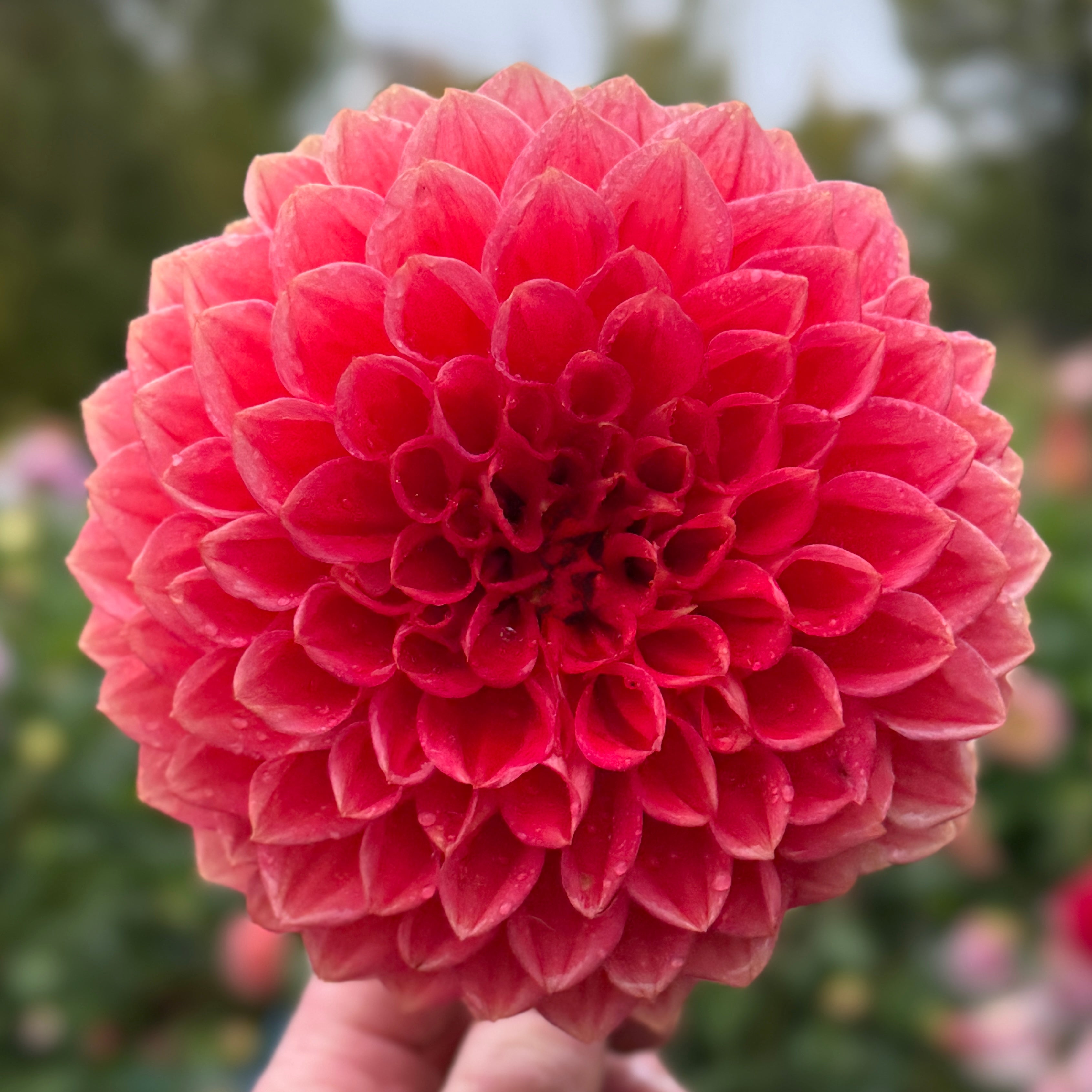 Tempest - Dahlia – Heron's Nest Dahlias