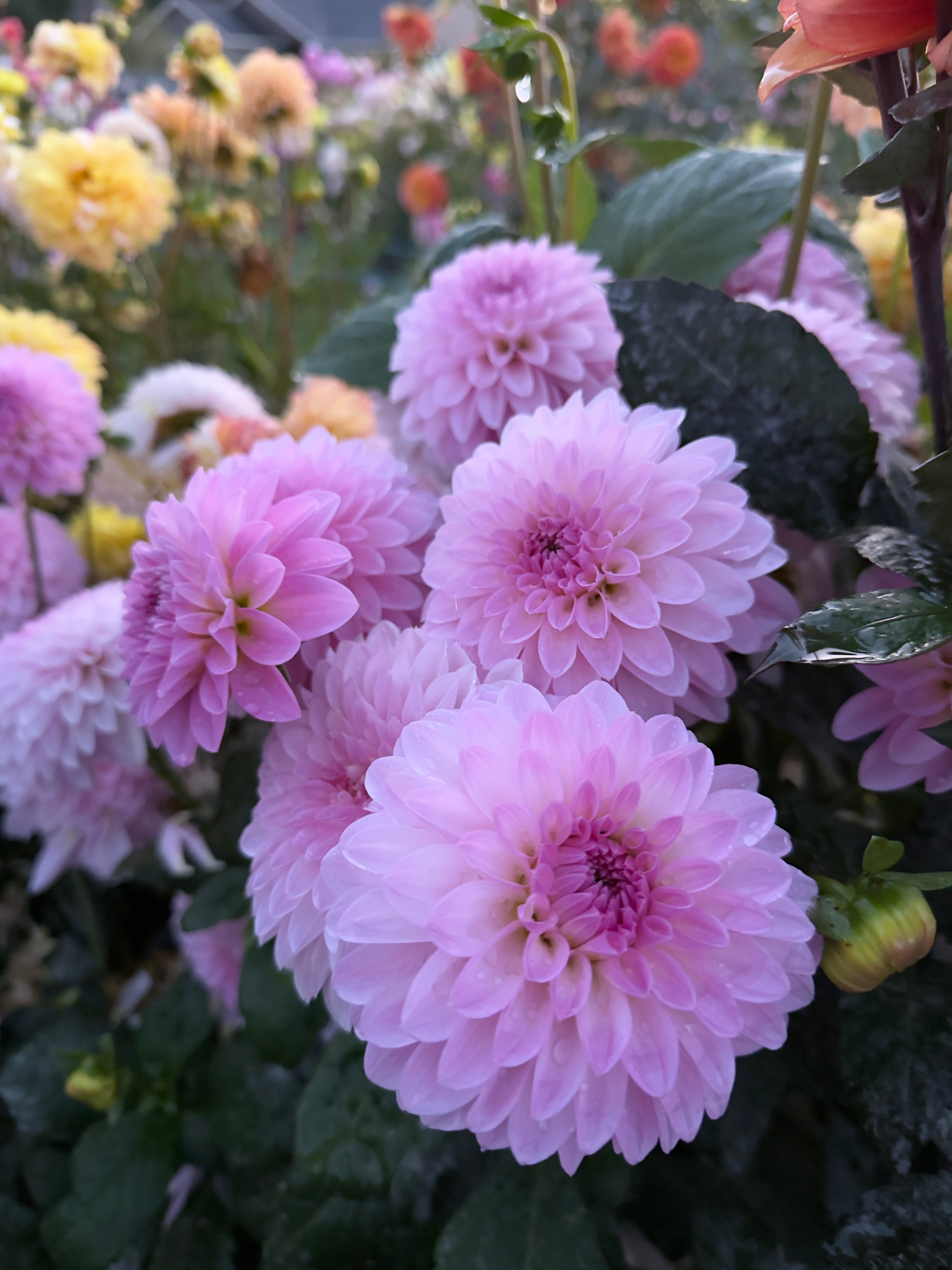 Bazuin Lavender - Rooted Cutting – Heron's Nest Dahlias