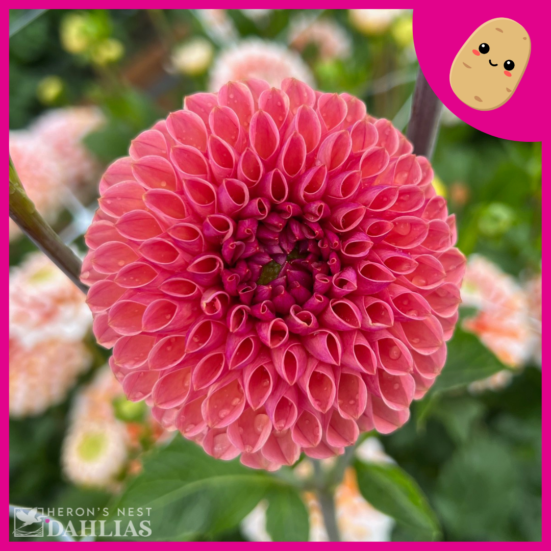 Snoho Jo Jo - Tuber – Heron's Nest Dahlias