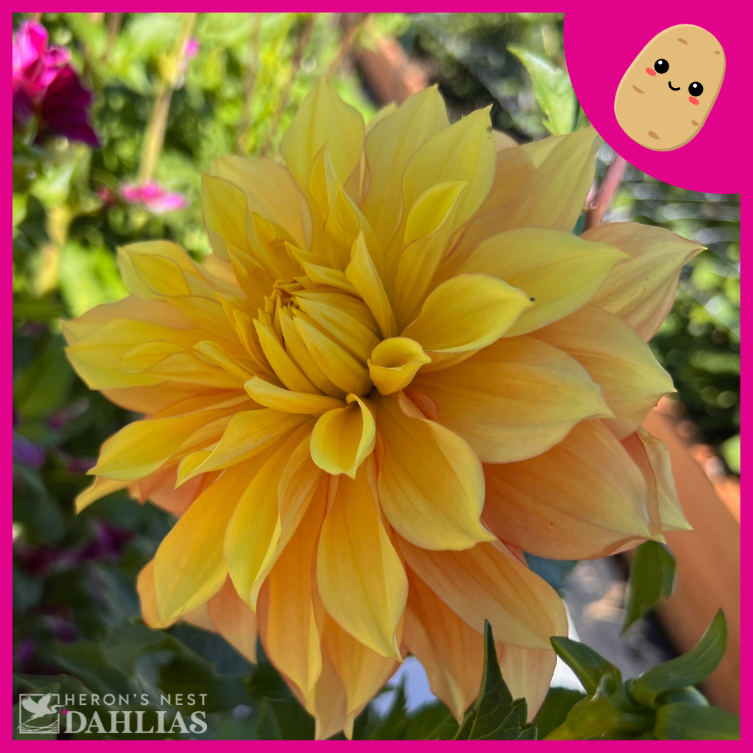 Honey Bun - Tuber – Heron's Nest Dahlias