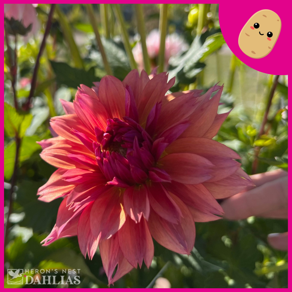 Sonic Bloom - Tuber – Heron's Nest Dahlias