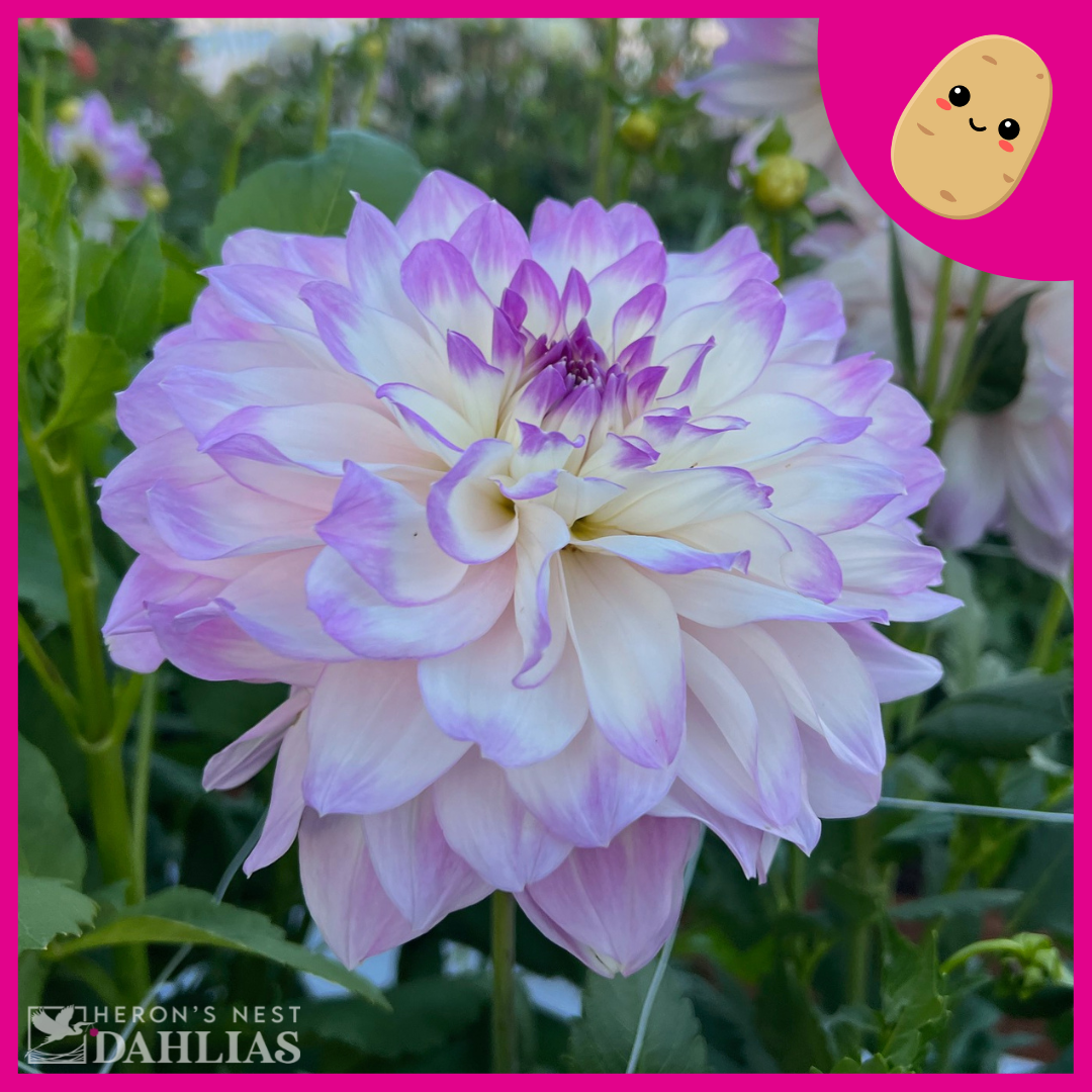 Mikayla Miranda - Tuber – Heron's Nest Dahlias