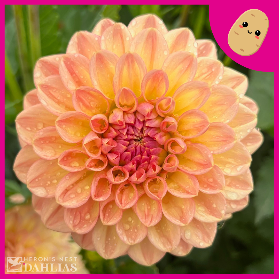 Lark's Ebbe Dahlia - POT TUBER – Heron's Nest Dahlias