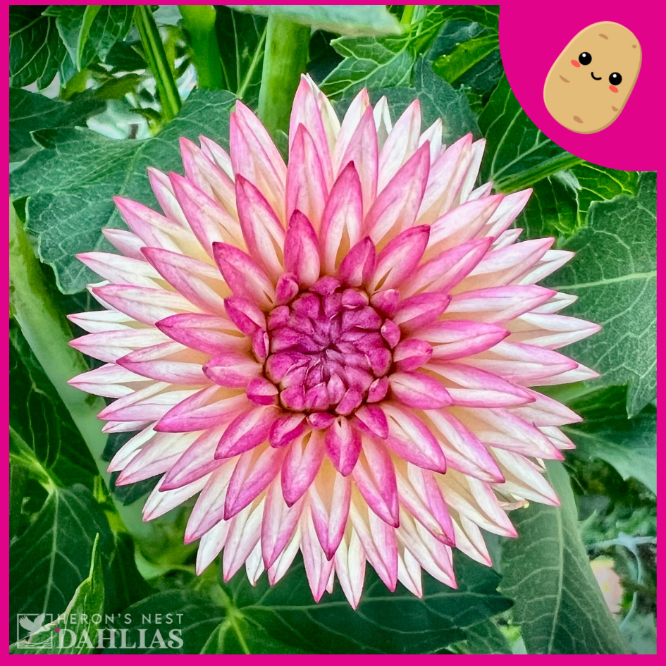 Valley Porcupine - Tuber – Heron's Nest Dahlias