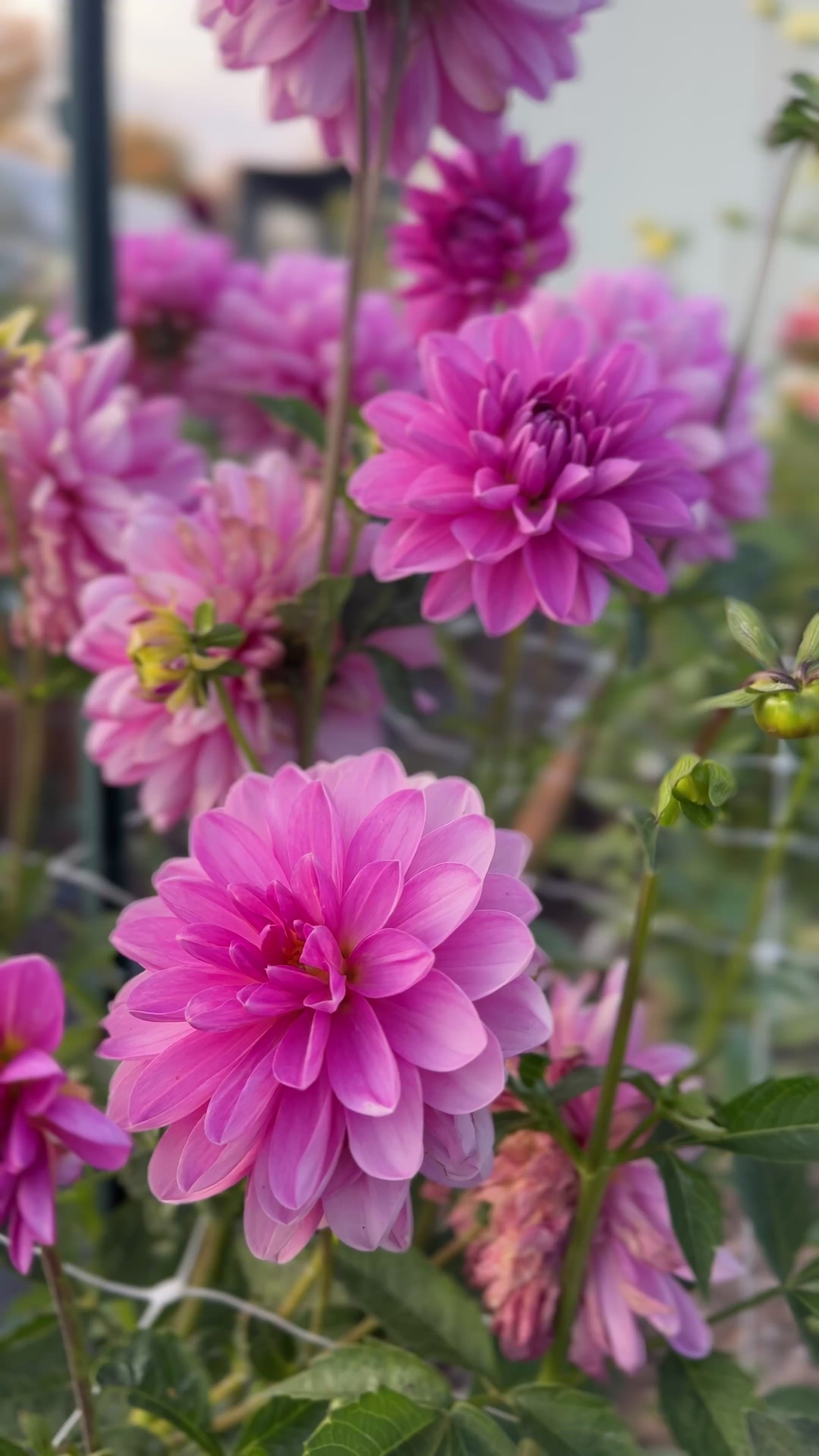 Carmen Bunky Dahlia - Mini Clump – Heron's Nest Dahlias
